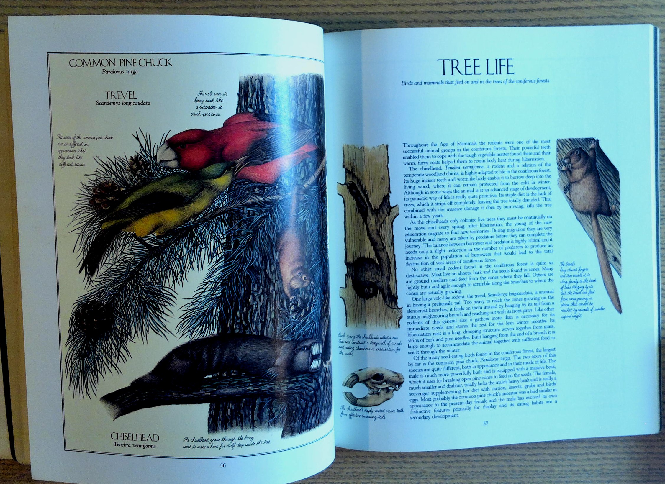 After Man A Zoology Of The Future